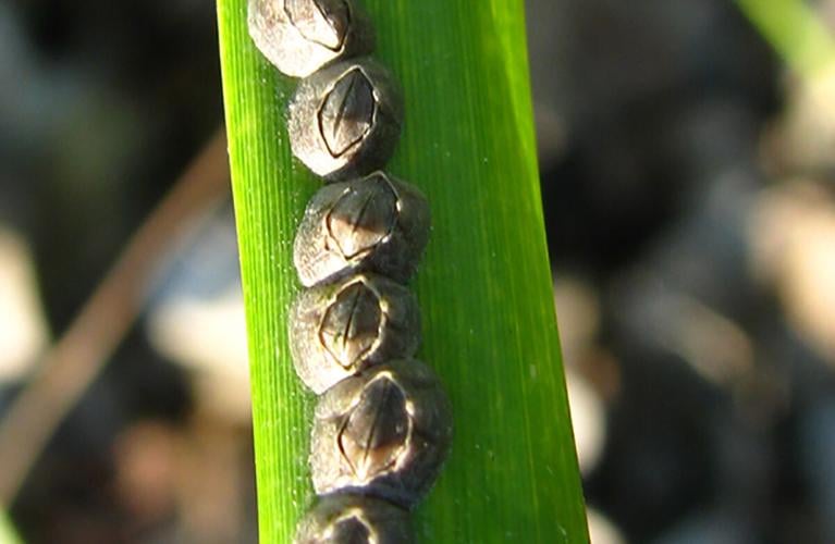 A closer look at barnacles, the original Super Glue | Bay Naturalist ...