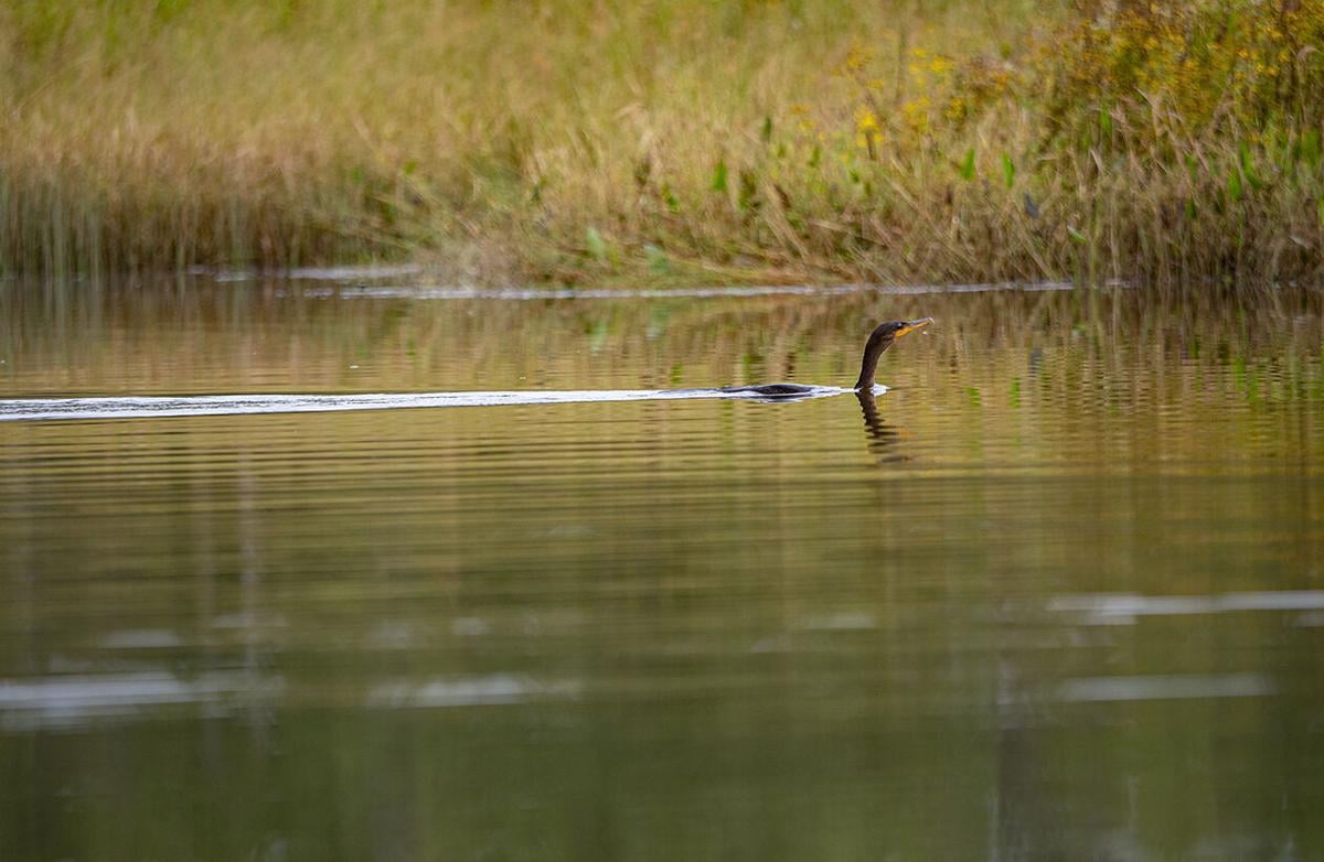 Maryland's Zekiah Swamp draws you in, welcome or not | Travel ...