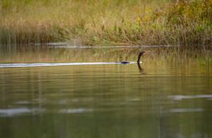 Maryland's Zekiah Swamp draws you in, welcome or not | Travel ...