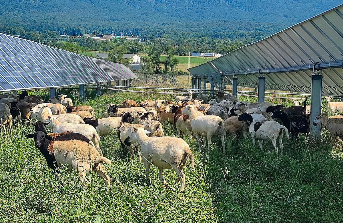 Sheep and solar panels: Using solar sites for pastureland | Climate ...