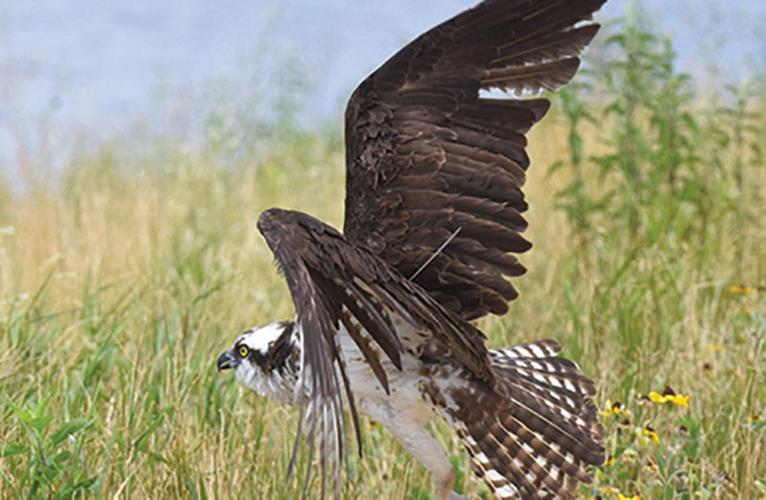 Hurricanes no match for Baltimore’s Harriet the Osprey on her fall trek ...