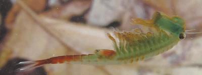 Fairy shrimp part of the magic of ephemeral vernal pools | Chesapeake ...