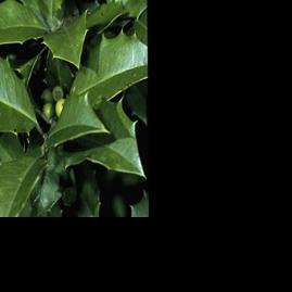 American holly a feast for eyes of winter weary or wildlife | Bay ...