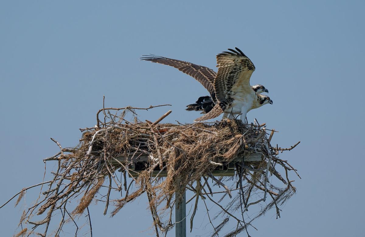 do ospreys use the same nest