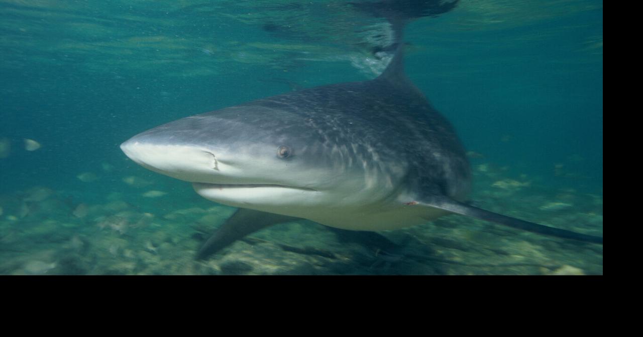 Sharks in the Chesapeake Bay | Chesapeake Challenge | bayjournal.com