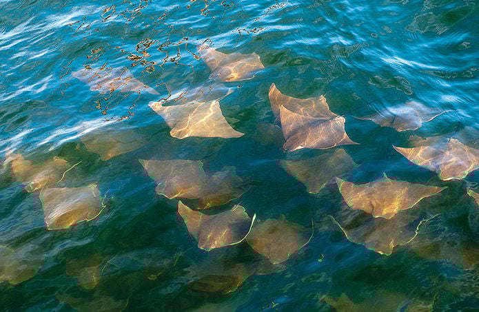 Migration study suggests cownose rays could be vulnerable to localized ...