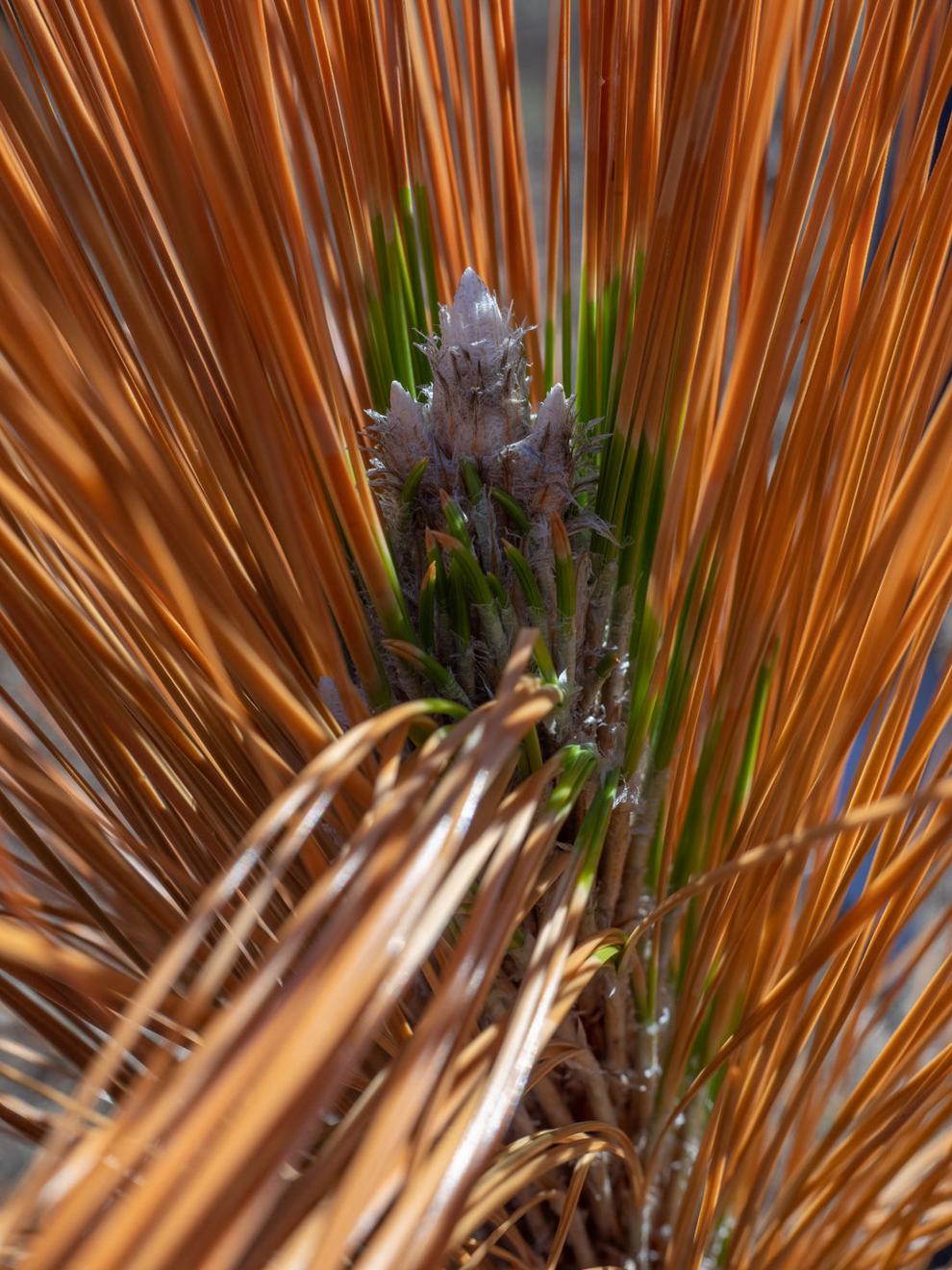 As climate changes, longleaf pines move north – with help | Climate ...