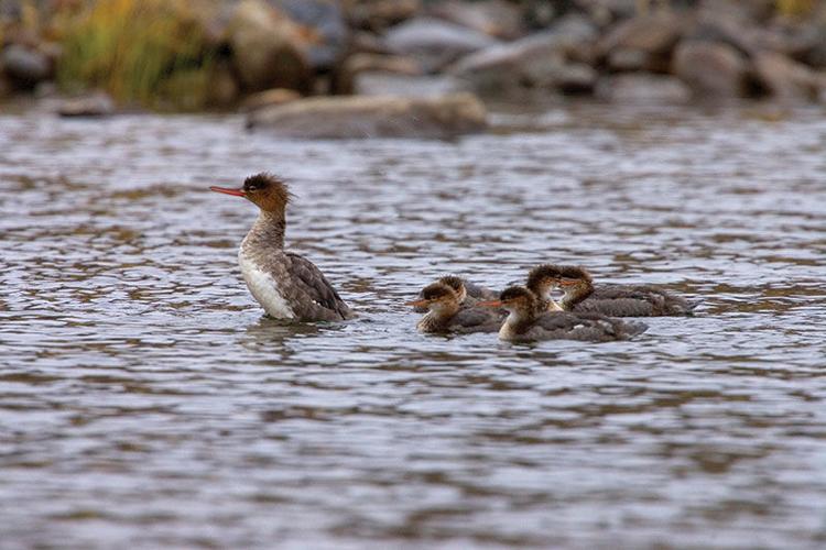 juvenile merganser