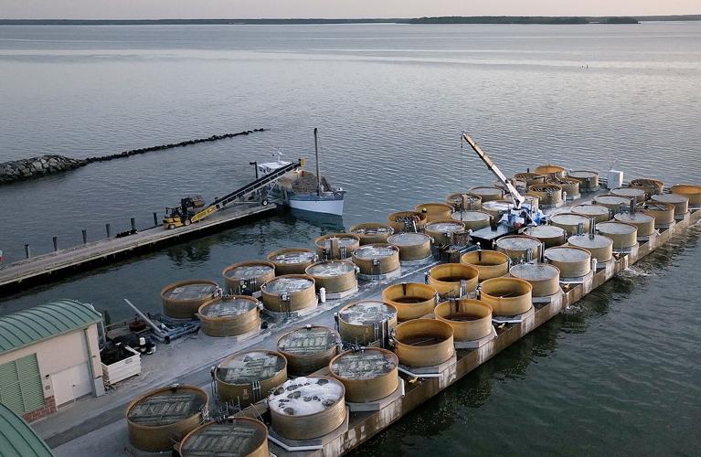 Maryland oyster hatchery faces federal funding cut | Fisheries ...