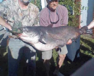 Panel says blue catfish may pose threat to native Bay species ...