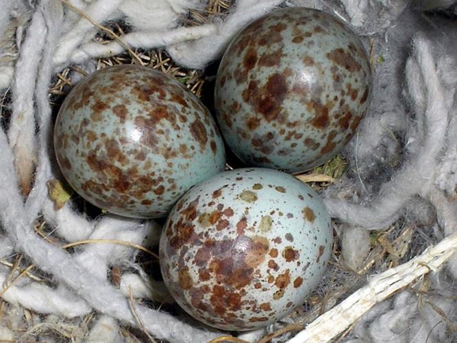 mockingbird eggs hatching