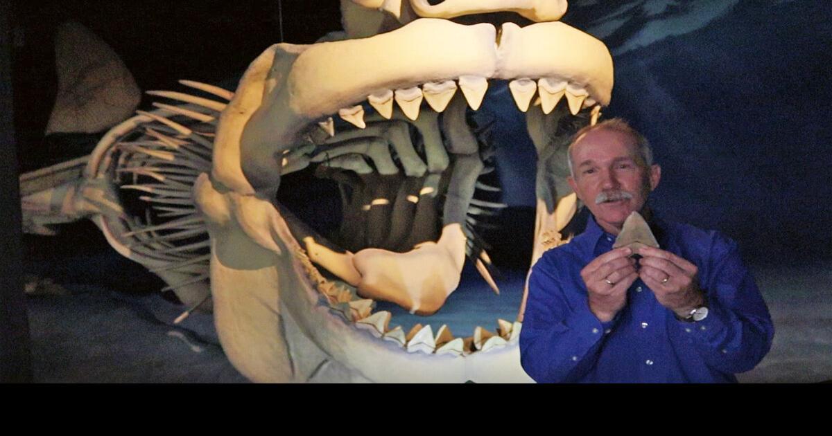 Real Megalodon Skeleton