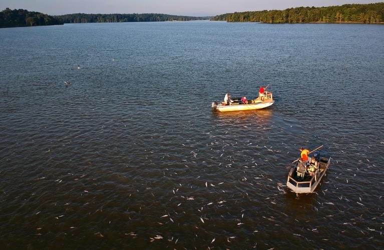 'A juggling act': Virginia's dual approach to invasive blue catfish ...