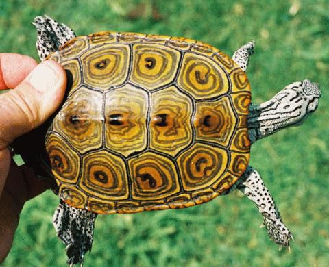 Terrapin: Out of the pots and into the fire | Wildlife & Habitat ...