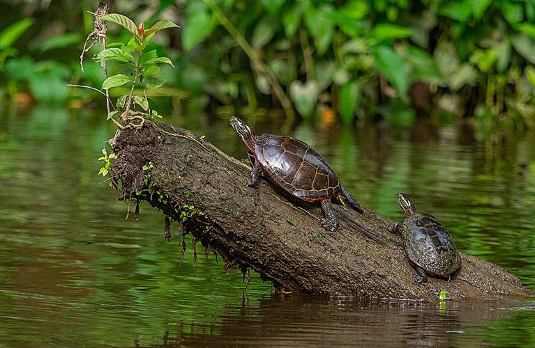 Terrapins and other turtle tidbits | Chesapeake Challenge | bayjournal.com
