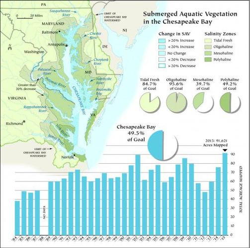 Bay grasses expand to greatest extent in more than 30 years | Fisheries ...