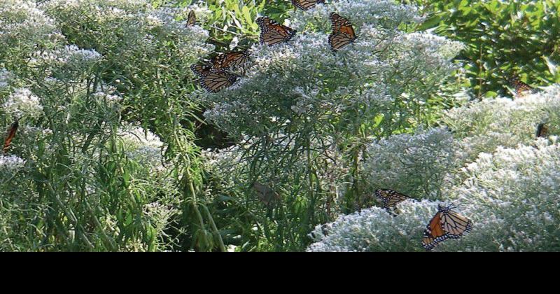 Without pollinators, our flowers, food supply face a stinging loss ...