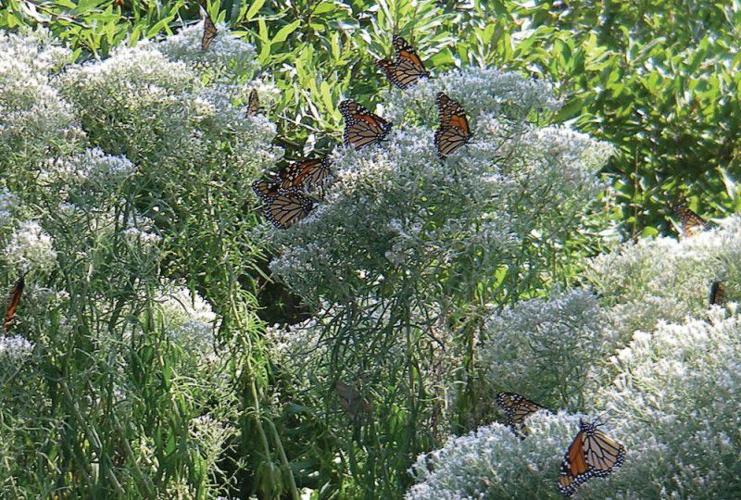 Without pollinators, our flowers, food supply face a stinging loss ...