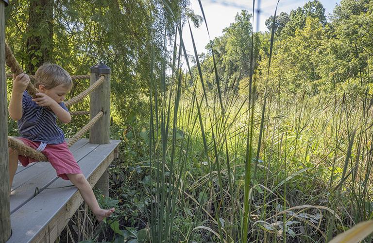 Theodore Roosevelt Island, a forested DC memorial hidden in plain sight ...
