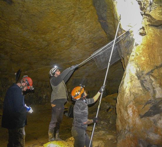 Pennsylvania researchers test new strategies to fight deadly bat ...