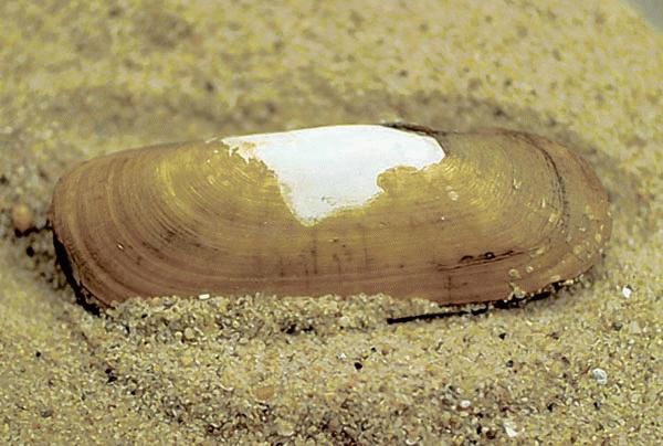 Bivalve's dramatic demise is as 'quiet as a clam' | Fisheries ...