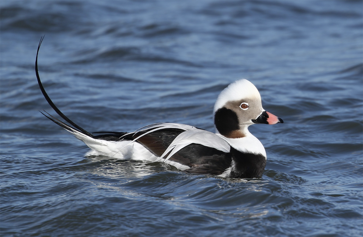 The long-tailed duck, a unique winter visitor from the north | On the ...
