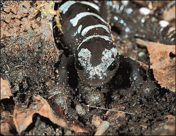 Temporary pools are a permanent part of amphibian life cycle | Wildlife ...