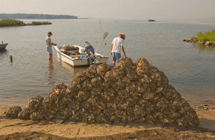 Scientists set standards to define a 'successful' oyster reef ...