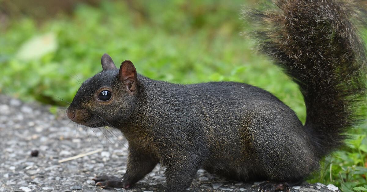 black fox squirrel