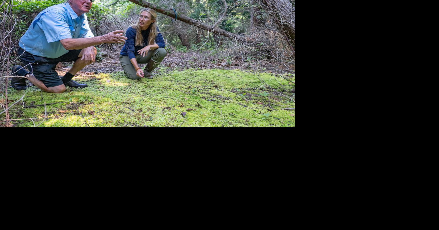 Beauty and the bog | Chesapeake Born | bayjournal.com