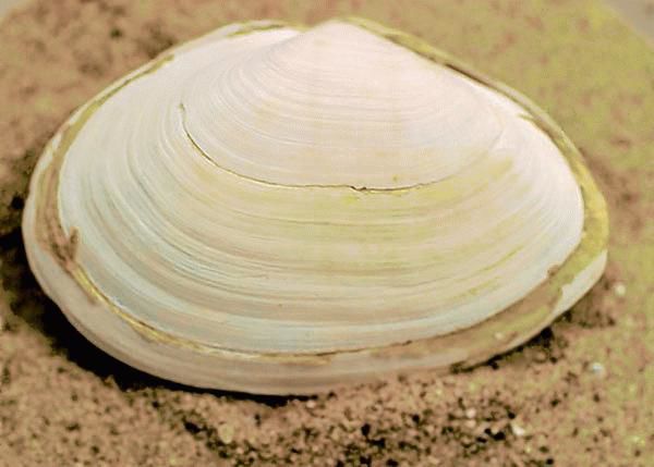 Bivalve's dramatic demise is as 'quiet as a clam' | Fisheries ...