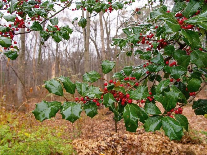 Holly, by golly, brightens the landscape beyond holidays | Bay ...