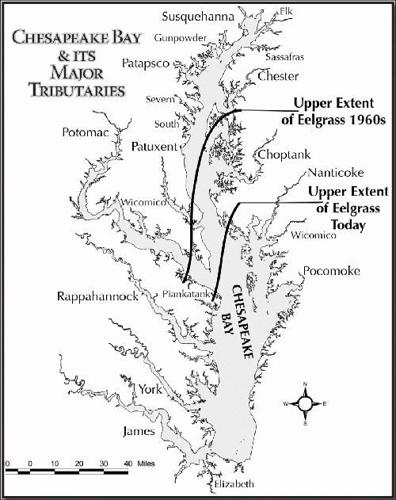 how to draw eelgrass