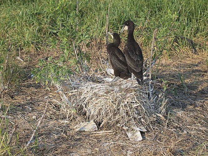 Father Nature | Chesapeake Challenge | bayjournal.com
