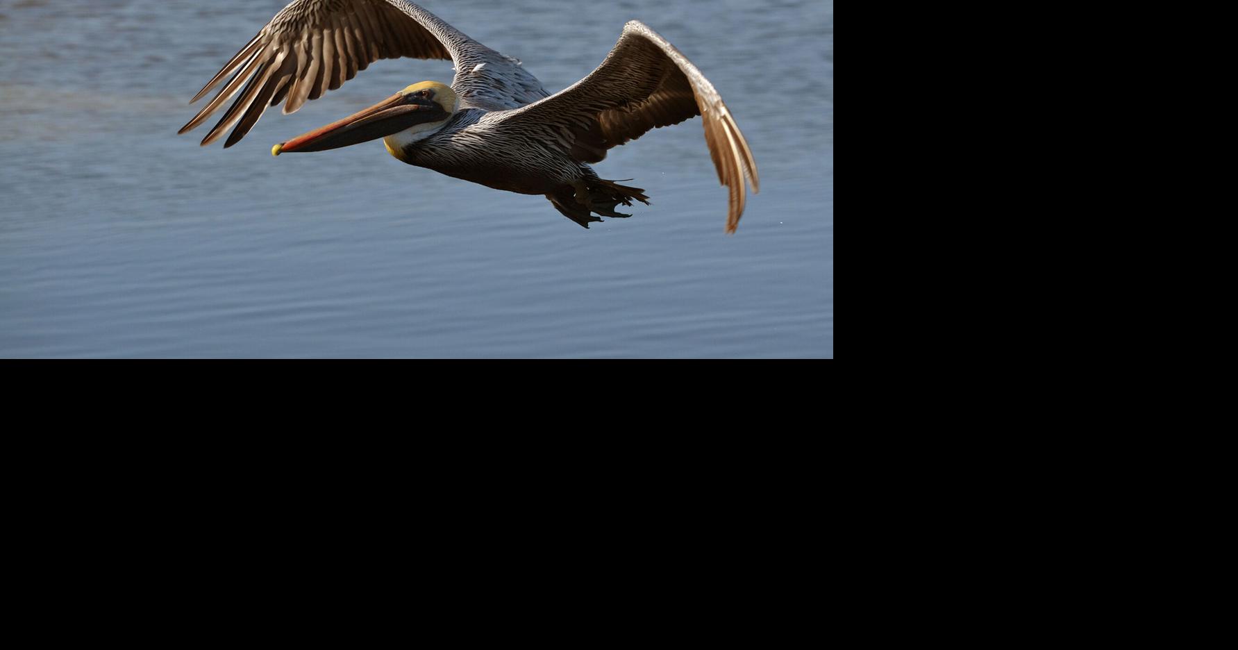 Intervention brings brown pelican back from the brink | Bay Naturalist | bayjournal.com