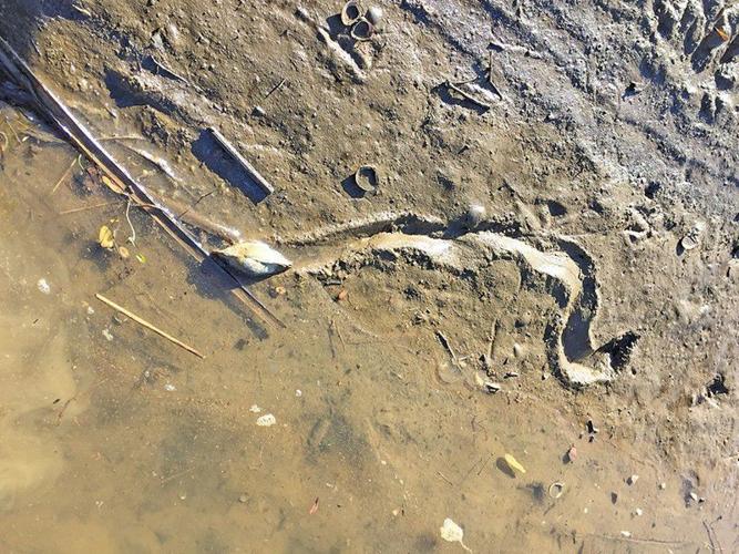 After decades of shellacking, river’s slow return to life showing up in ...