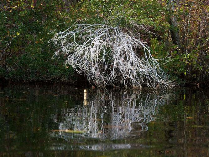 ‘Forgotten’ Nassawango returns to its natural state | Travel ...