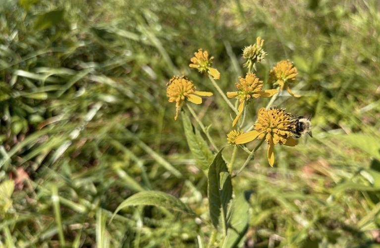 A valley of small wonders in ‘Virginia’s Weekend Address’ | Travel ...
