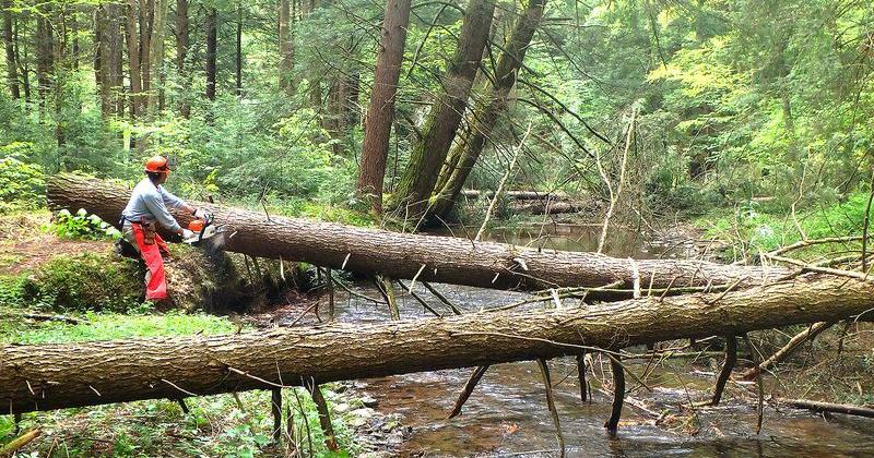 'Chop and drop' tree felling aims to improve stream ecosystems in ...