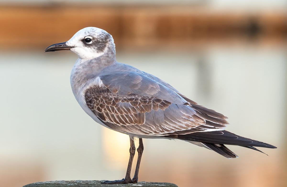 laughing gull