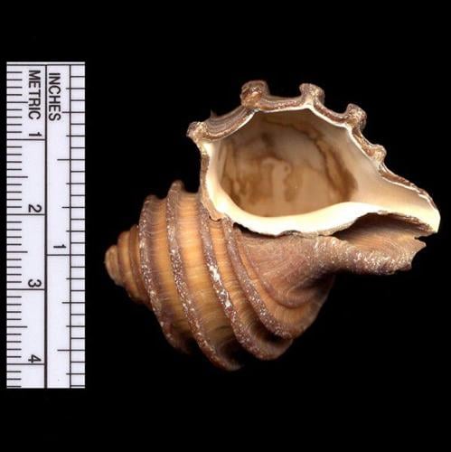 Swell shells | Travel | bayjournal.com