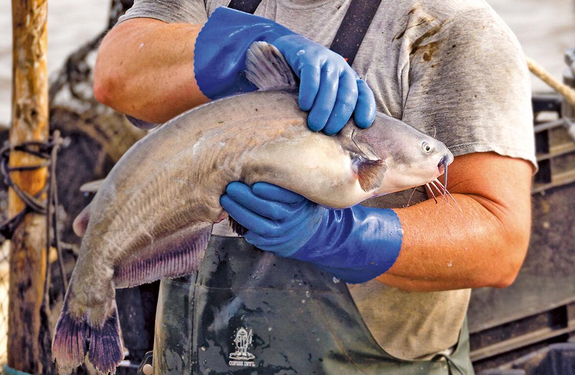 MD governor asks for disaster declaration over invasive blue catfish ...