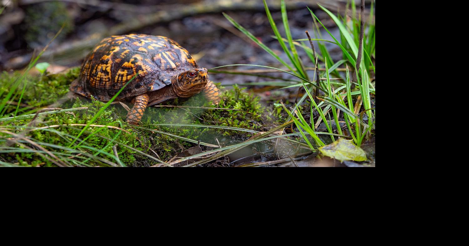 Terrapins and other turtle tidbits | Chesapeake Challenge | bayjournal.com