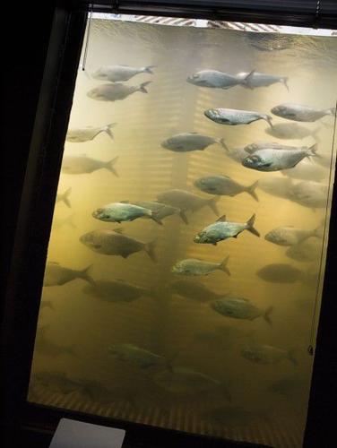 Judge to hear arguments over fish passage at Conowingo Dam | Fisheries ...
