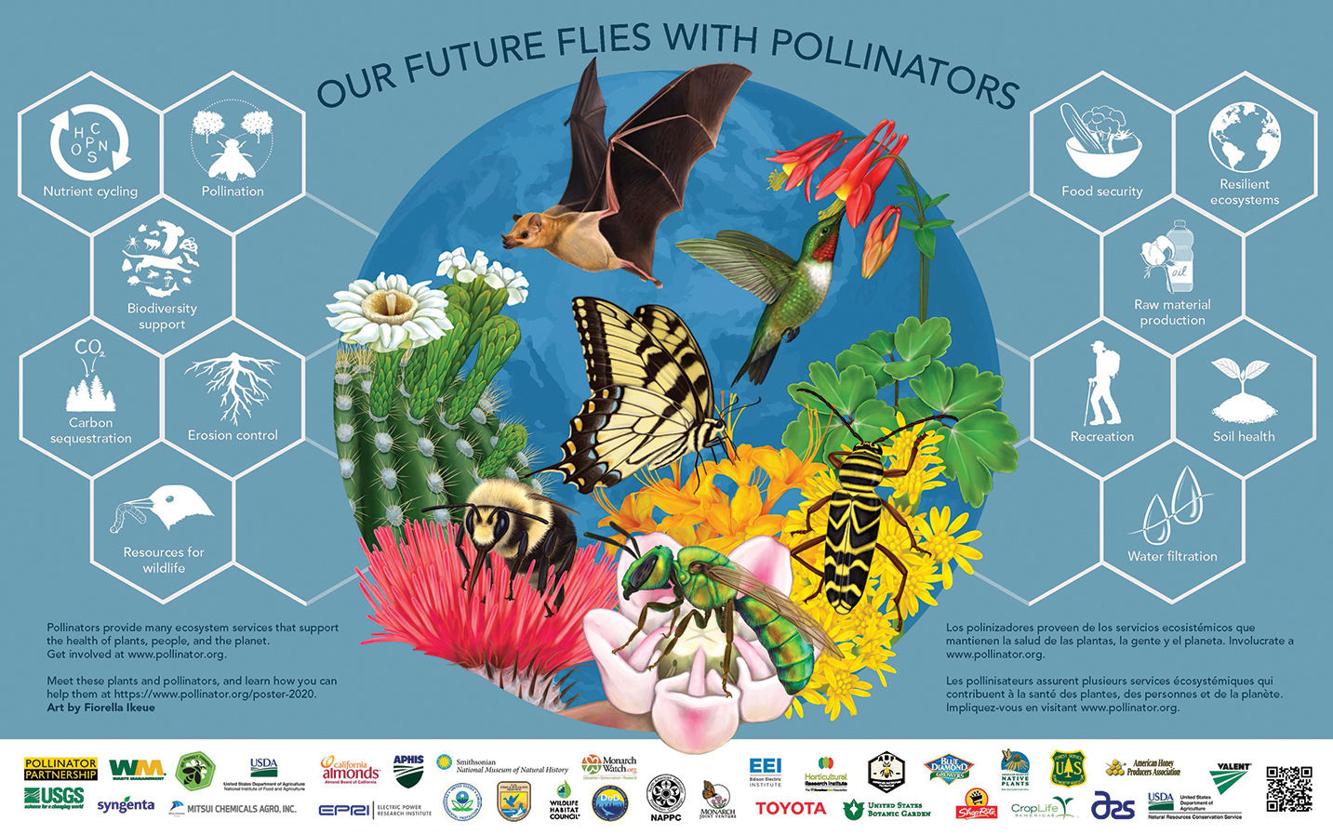 Do you like to eat and breathe? Thank a pollinator | Bay Naturalist ...