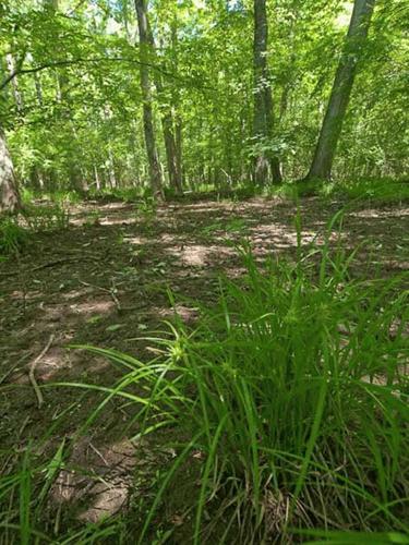 Temporary pools are a permanent part of amphibian life cycle | Wildlife ...