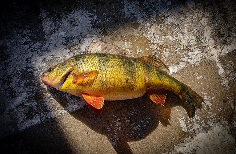 Maryland lowers recreational catch limit for struggling yellow perch ...