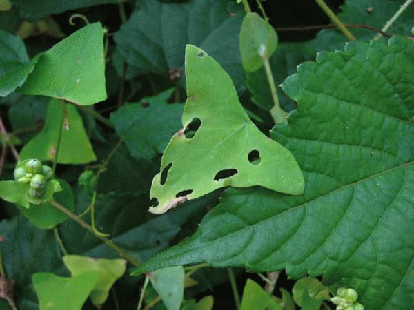 Are you harboring aliens on your property? | Chesapeake Challenge ...