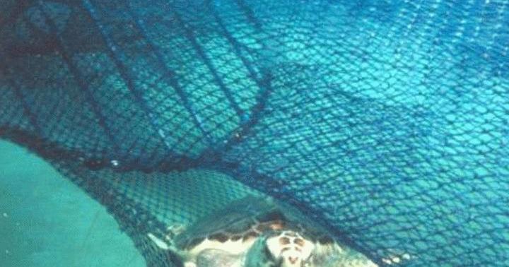 Endangered species status proposed for loggerhead turtle | Wildlife ...