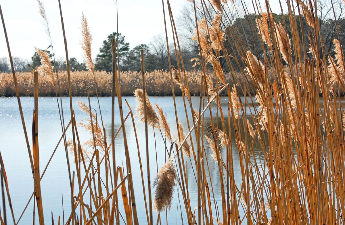 For better or worse, invasive phragmites is here to stay | Climate ...